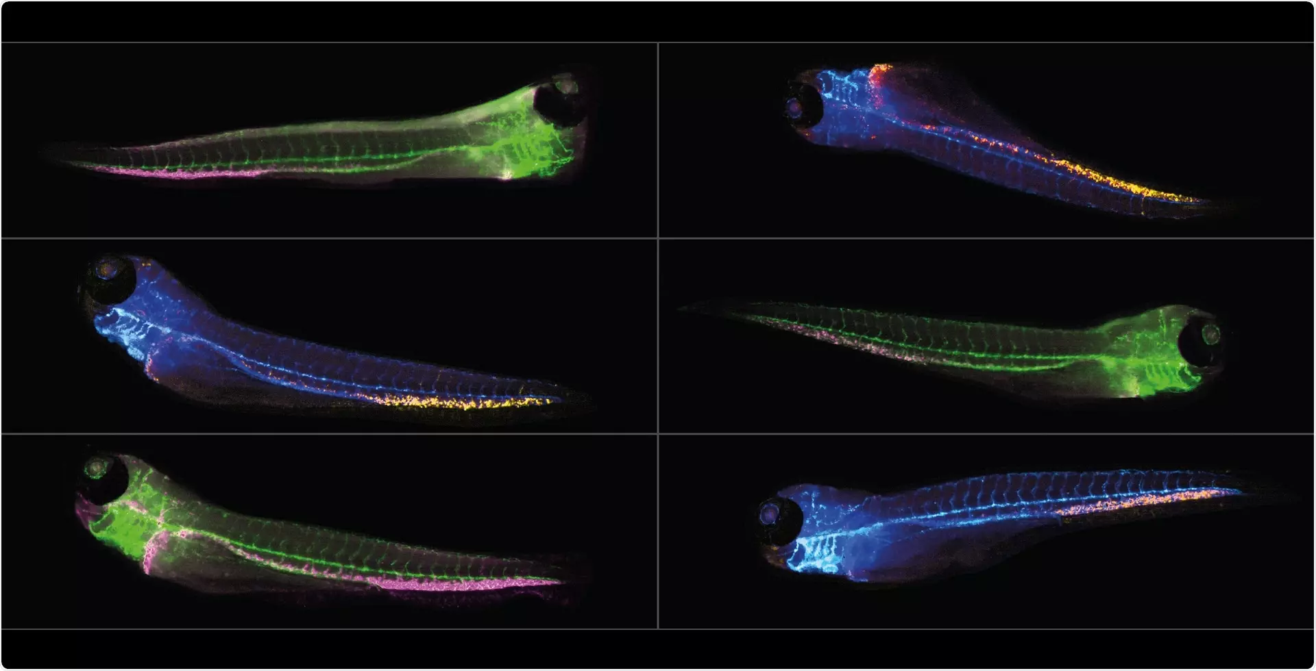 Casting net lega dina imaging zebrafish 4839_2