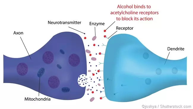 Alkohol synapse