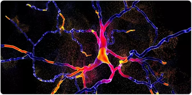 Ho fokotseha ha dopaminergic neuron