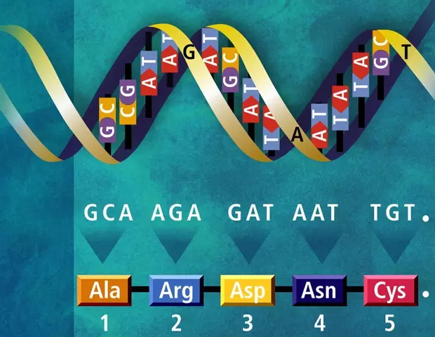 Adenosine ແມ່ນຫຍັງ?