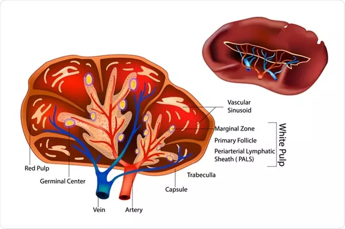 Chimiro cheSpleen. Mufananidzo Chikwereti: Sakurra / Shutterstock