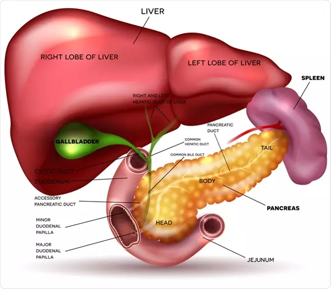 Ini, kongosho, gallbladder na wengu. Mkopo wa Picha: Tefi / Shutterstock