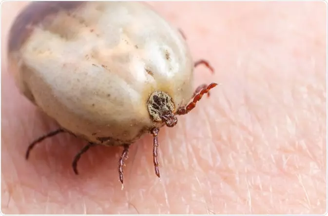 Tick cike da jini zaune akan fatar mutum. Credit ɗin Hoto: Afanasiev Andrii / Shutterstock