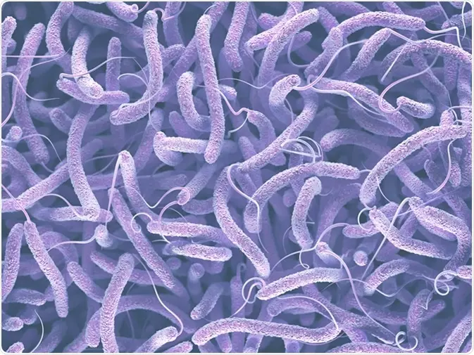 Vibrio kolera, Gram-mbi ya bagiteri. Ishusho ya 3D ya bagiteri hamwe na flagella. Inguzanyo y'Ishusho: ktsdesign / Shutterstock