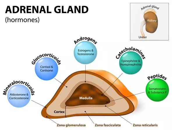 Chii chinonzi Adrenal Disorders?