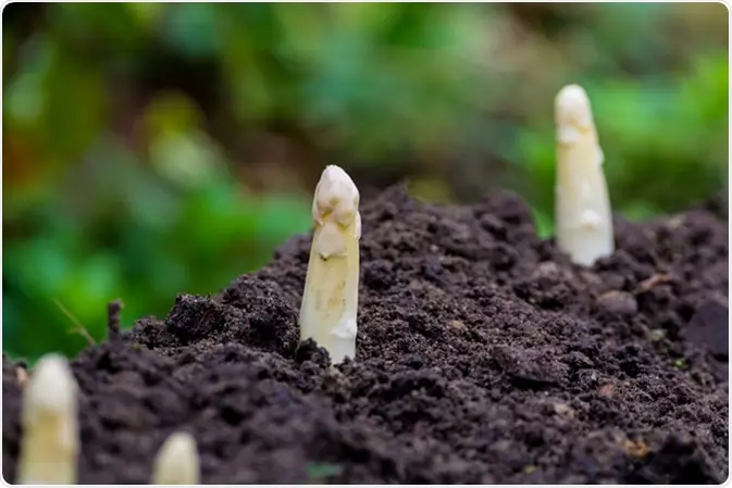 Asparagus yera - gukura kw'isoko kumurima uhingwa. Inguzanyo y'Ishusho: barmalini / Shutterstock