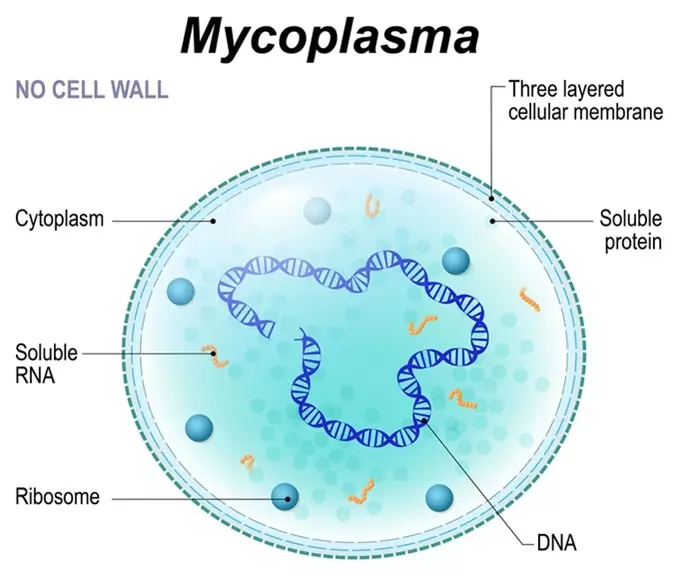 Fa'atulagaina o le Mycoplasma cell. o le siama o le mafuaʻaga o faʻamaʻi faʻafeusuaiga, niumonia, niumonia atypical ma isi faʻafitauli o le manava. e le afaina i le tele o vailaau faʻamaʻi. Ata Fa'aaitalafu: Designua / Shutterstock