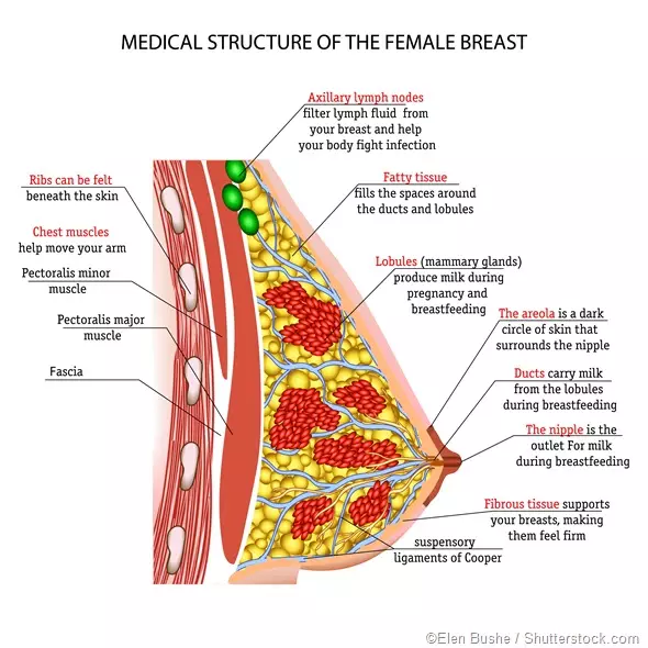 乳房解剖