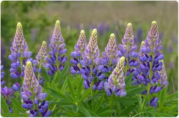 Dị ứng Lupin