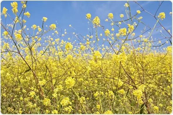 Mọstad Allergy