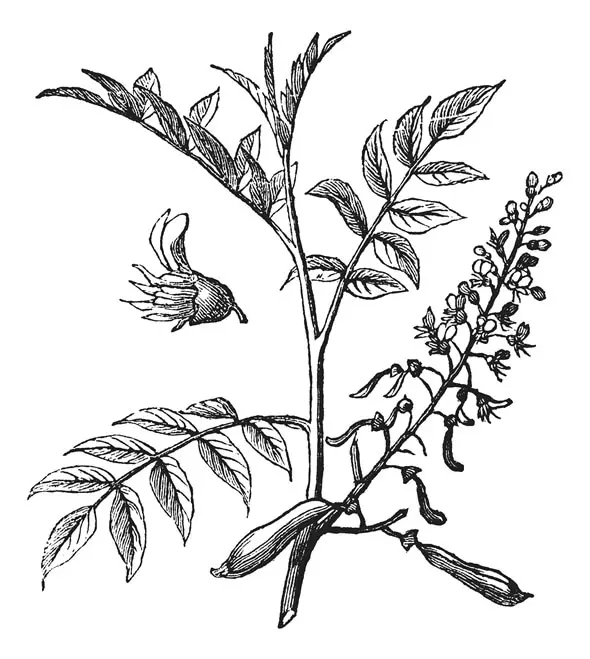 Balsam Peru Alahan